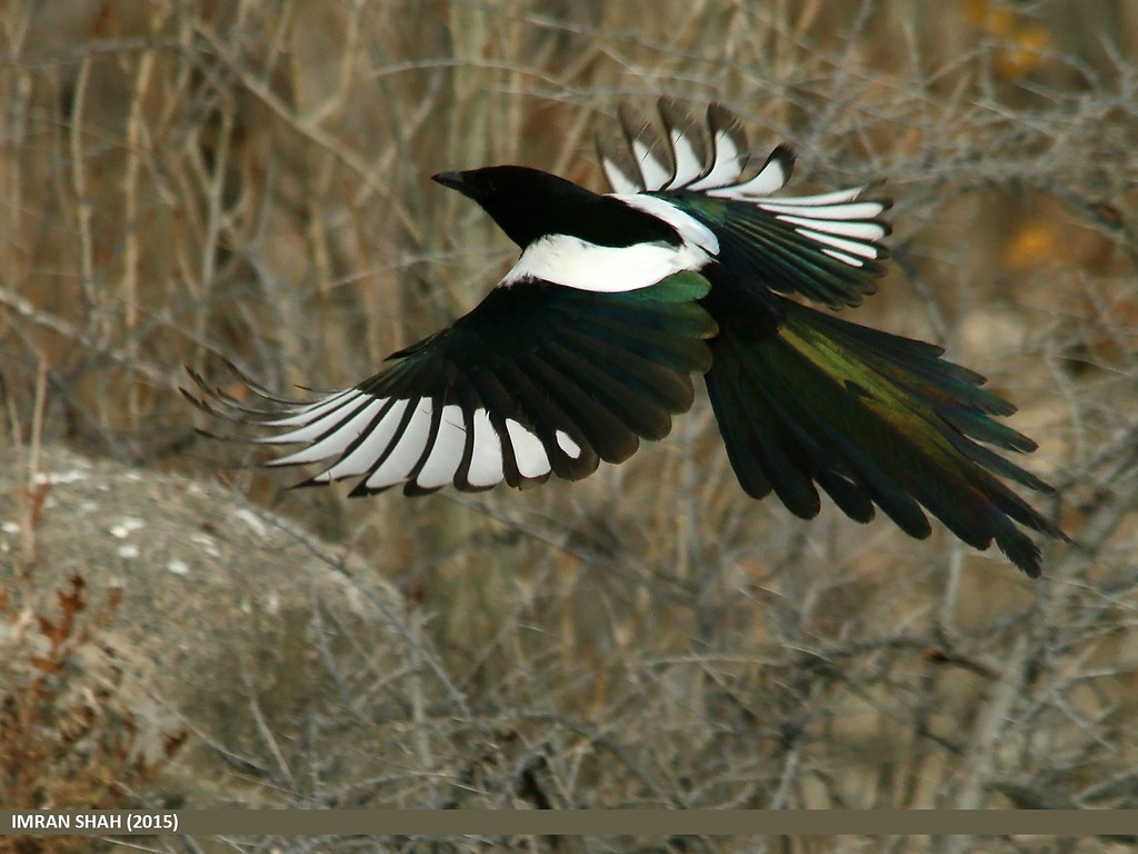 Crows & Magpies Pest Control - Ian Smith Pest Control